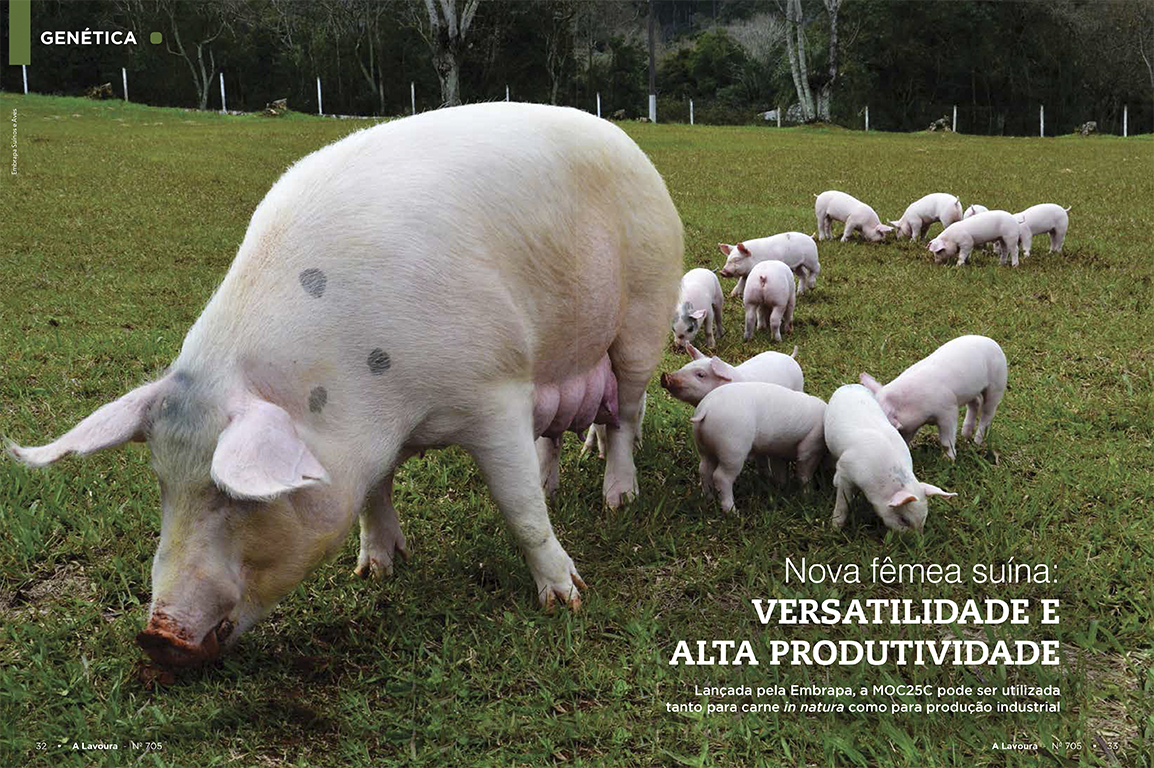 A Lavoura nº 705 apresenta ‘Nova fêmea suína: versatilidade e alta ...
