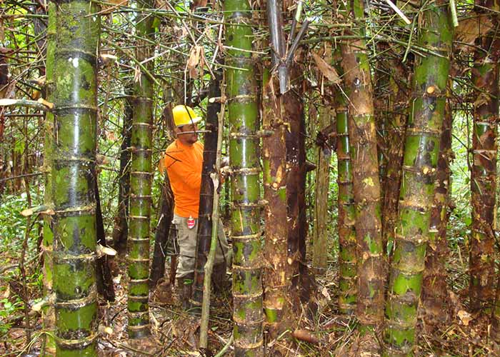 Bambu é alternativa de renda na produção familiar – Sociedade Nacional ...