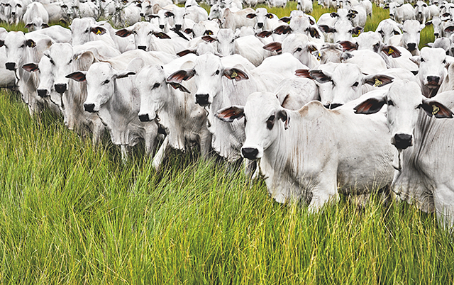 Especialista dá sete orientações para obter uma boa formação do pasto ...