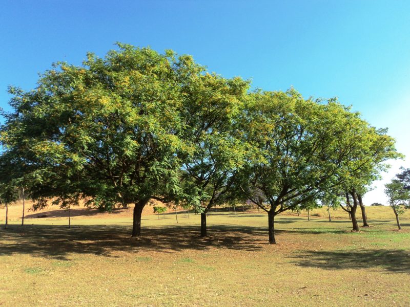 Dia da Árvore: pesquisa da Unicamp e USP revela evolução da poluição ...