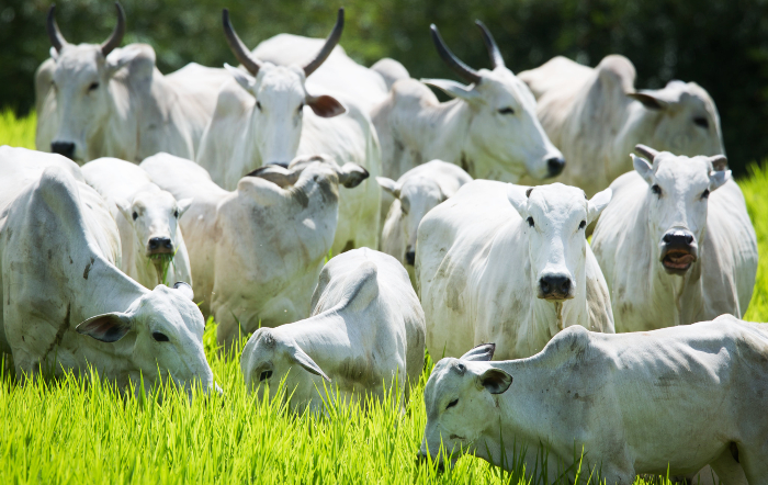 Analistas da Embrapa destacam as perspectivas para a pecuária ...