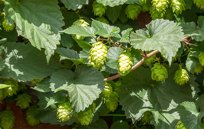 Produção de lúpulo vem ganhando espaço no Brasil - Sociedade Nacional ...