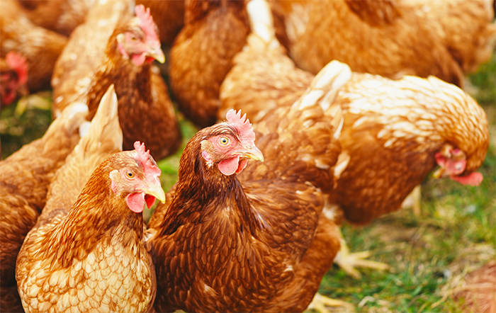 Frango: Média do frango vivo sobe neste mês - Sociedade Nacional de ...